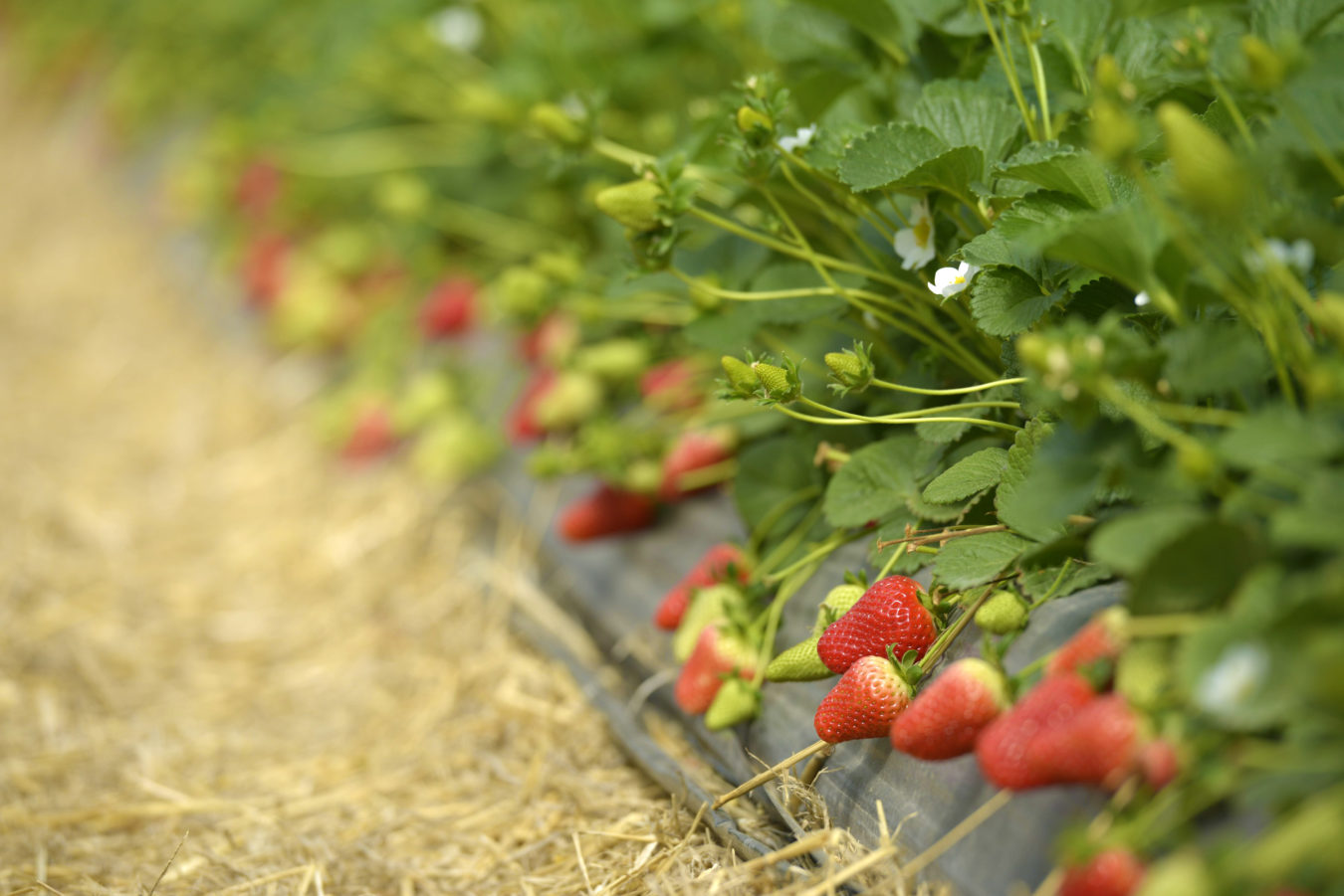 L’eccellenza della Candonga Fragola Top Quality® raccontata da Carmela ...