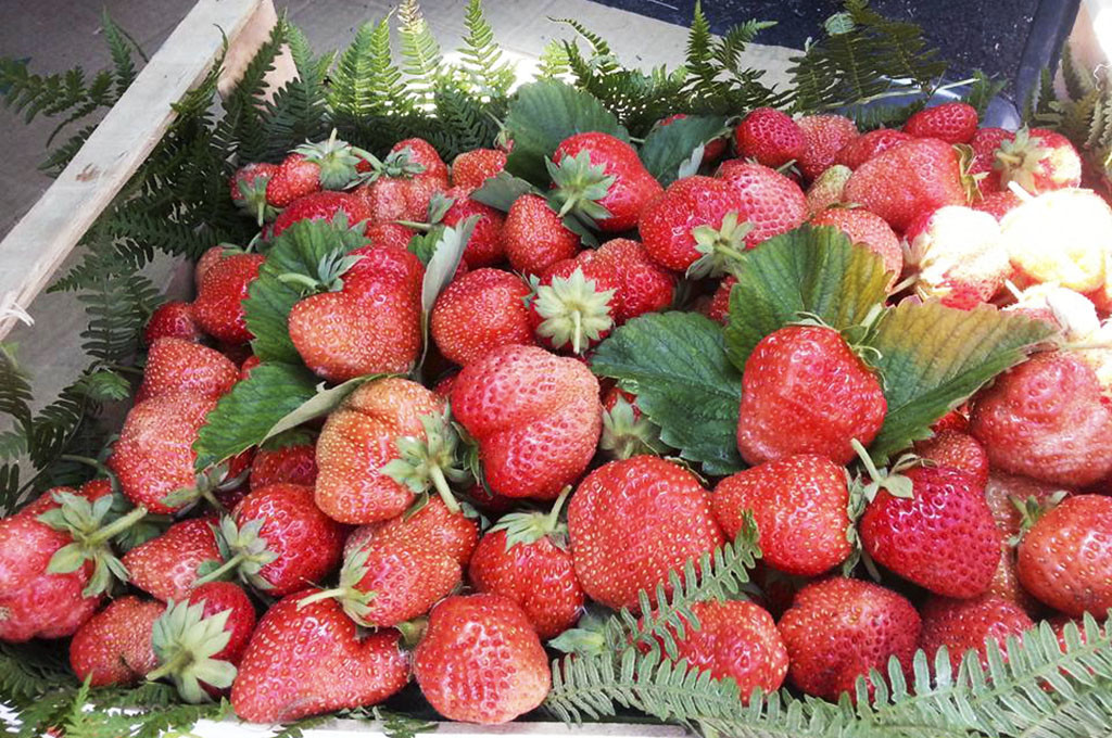 Nera, bianca di Purén, di Tortona e di Maletto: fragole rare dall ...