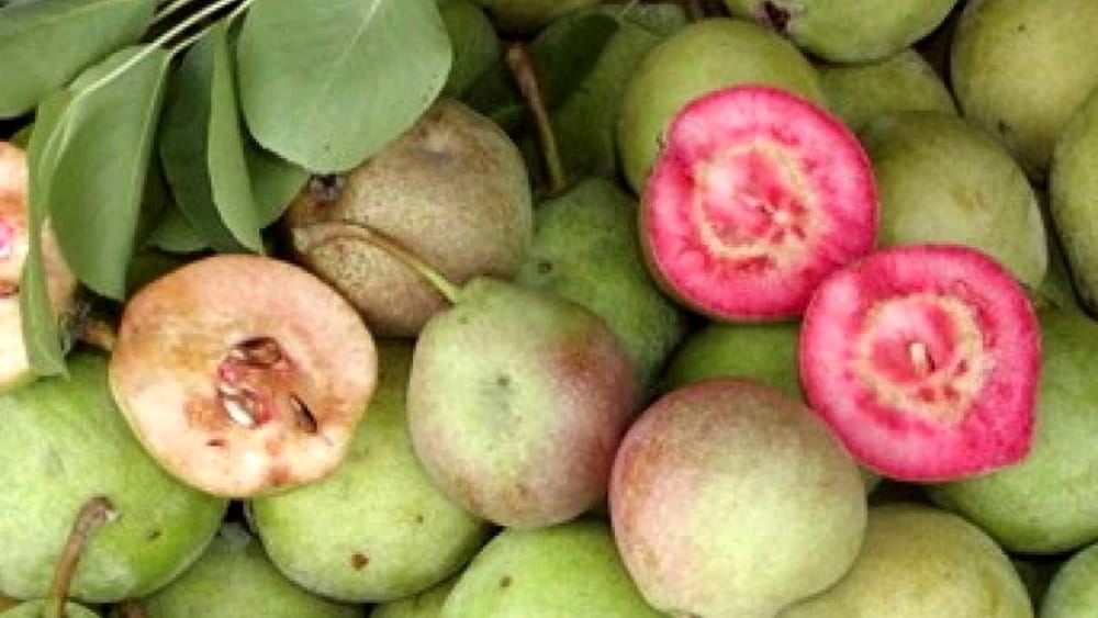 Le pere italiane Presidio Slow Food