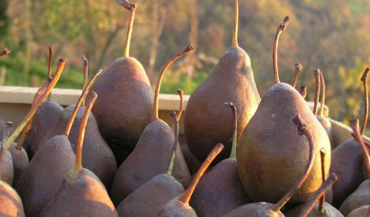 Le pere italiane Presidio Slow Food