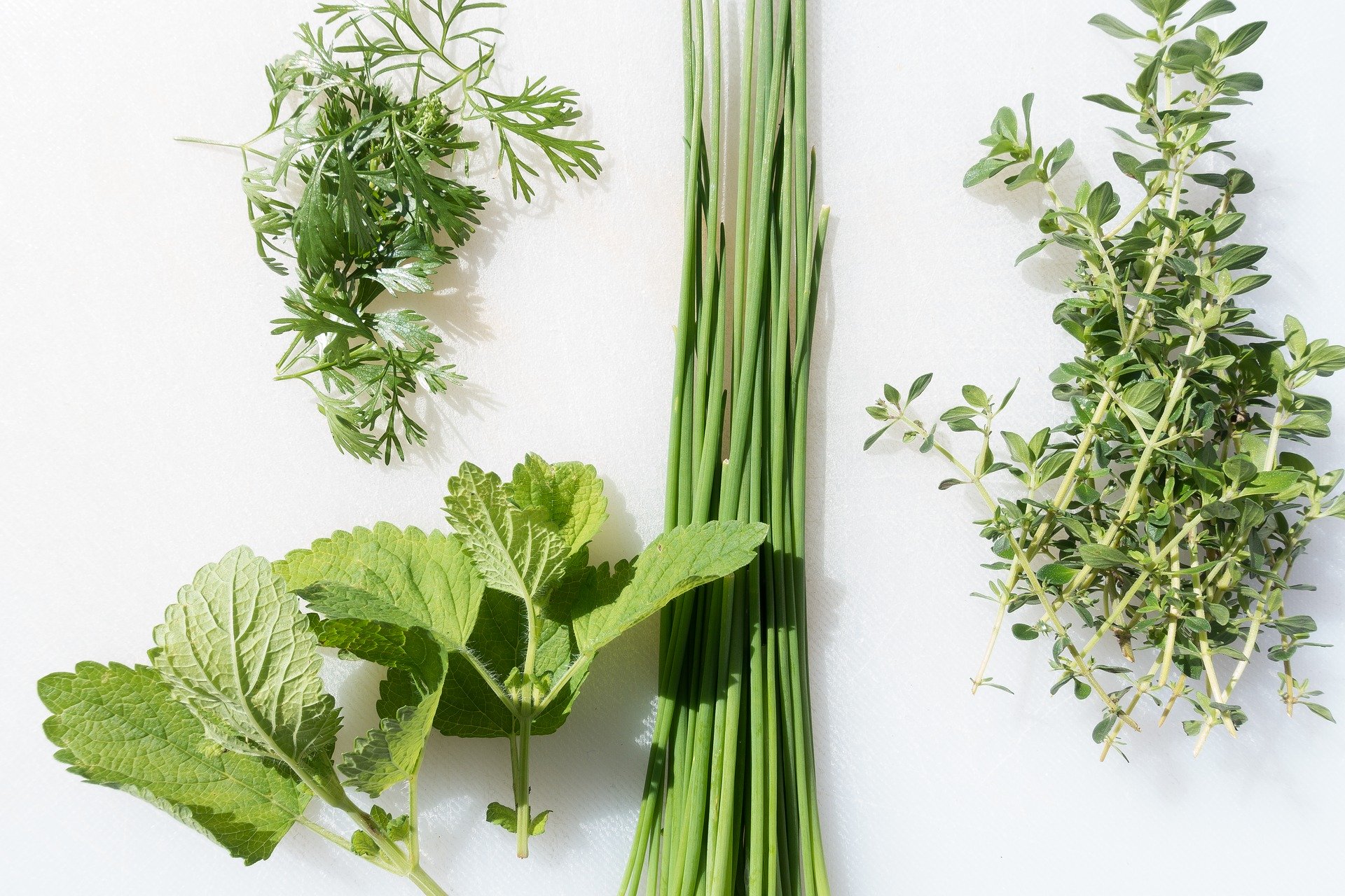 Erbe Aromatiche: Quali sono e Come Utilizzarle in Cucina