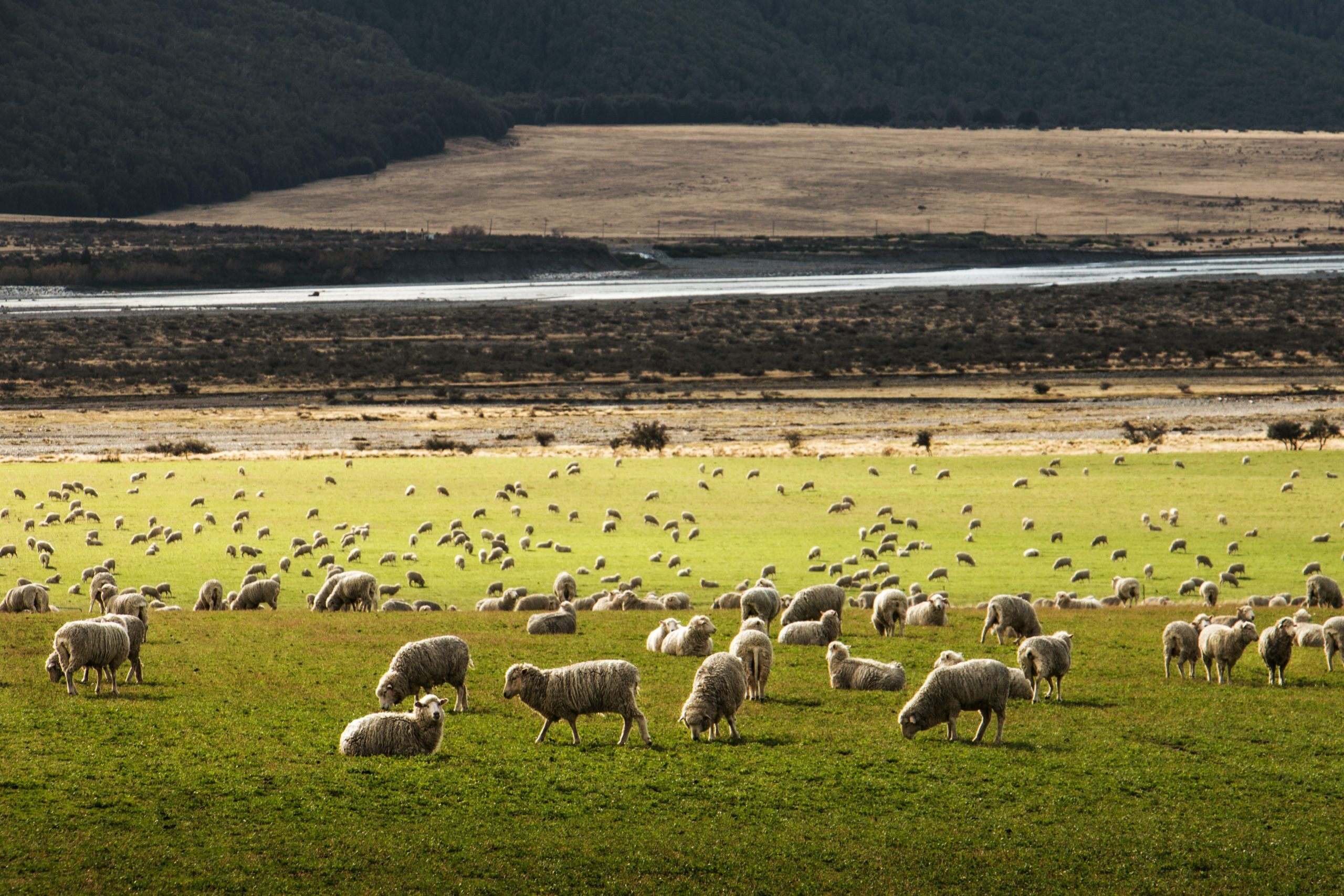 Agnello a Pasqua: Storia e Tradizione dell'Agnello Pasquale