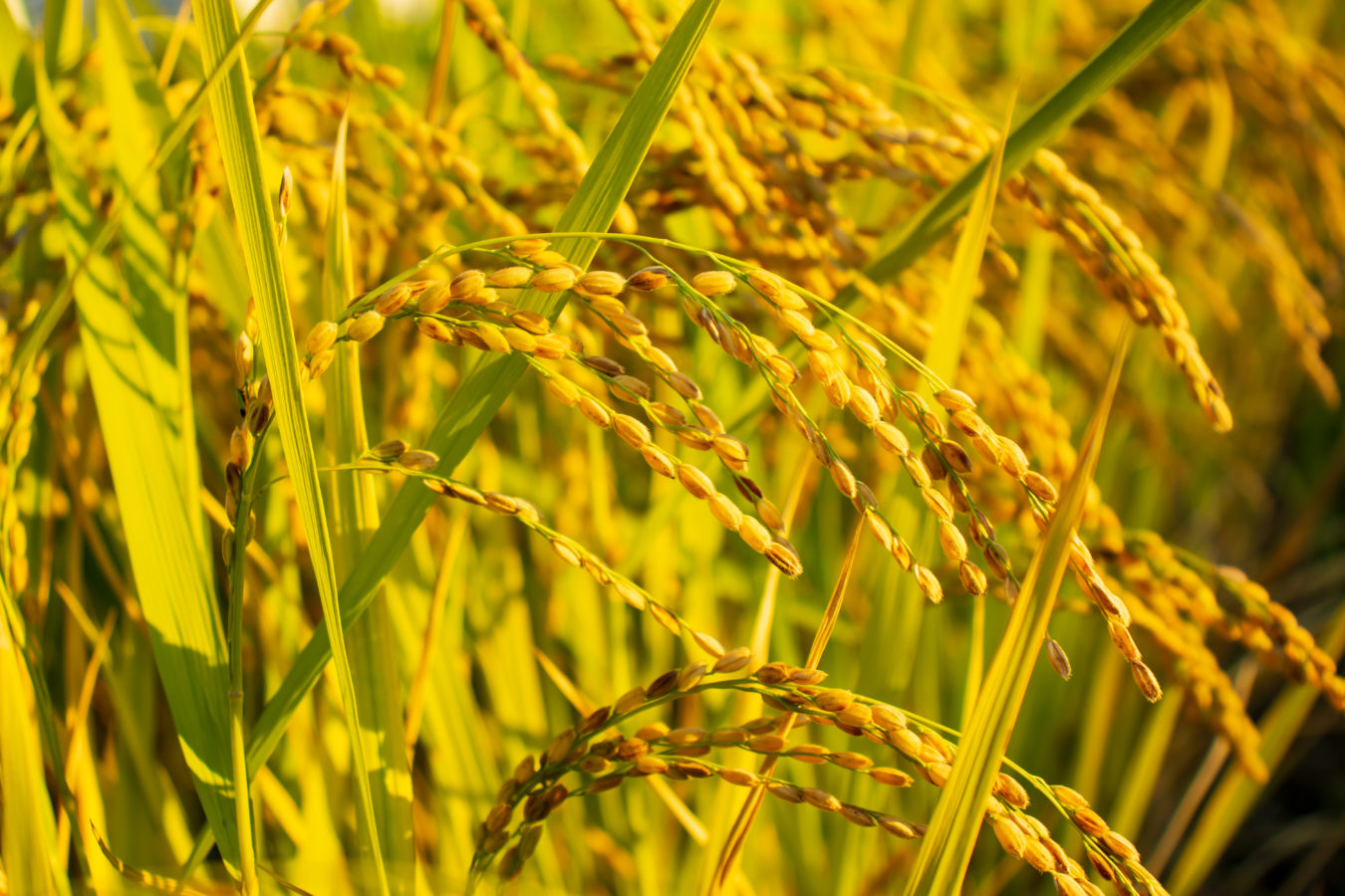 Cos'è il Golden Rice: Pro e Contro dei Prodotti OGM