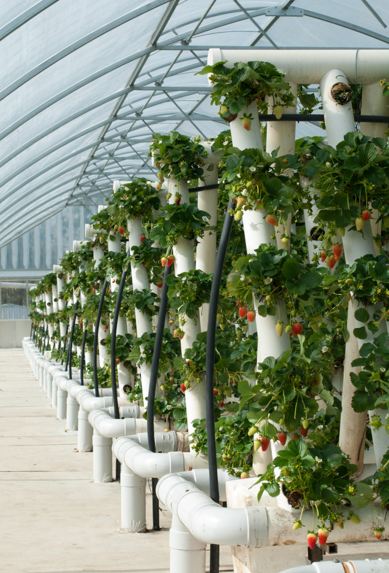 Vertical Farming in Italia: Cos'è, Dove e Come Farlo