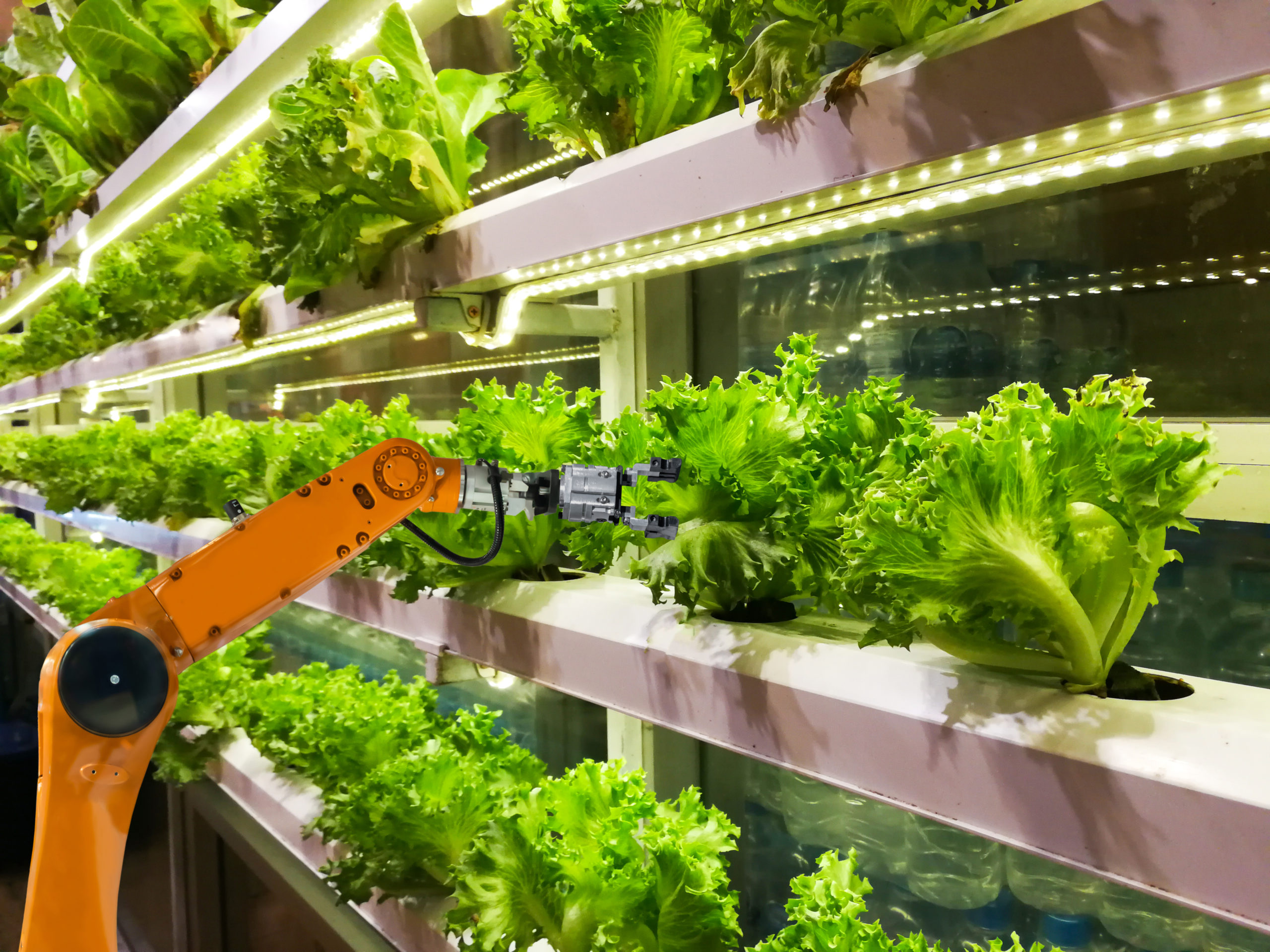 Vertical Farming in Italia: Cos'è, Dove e Come Farlo