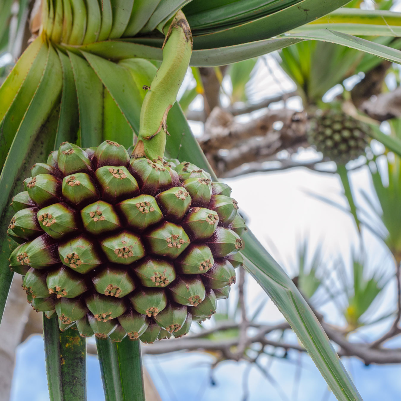 Pollia Condensata: Marble Berry, la Pianta più Bella del Mondo