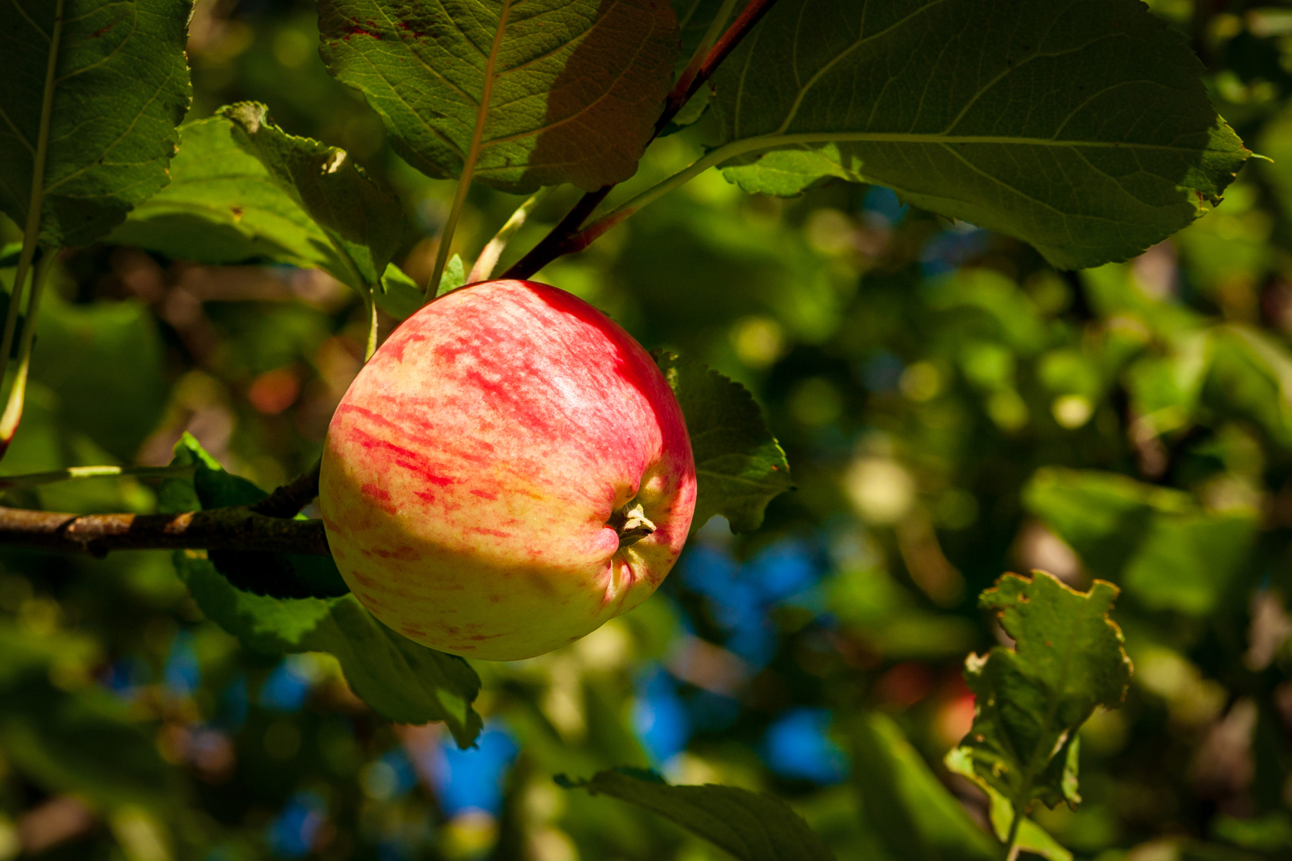 La mela nella storia: dal pomo d'oro a Newton | fruitGourmet