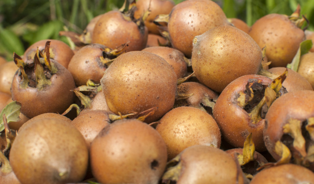 Nespole: Come si Mangiano, Proprietà Nutrizionali e Ricette