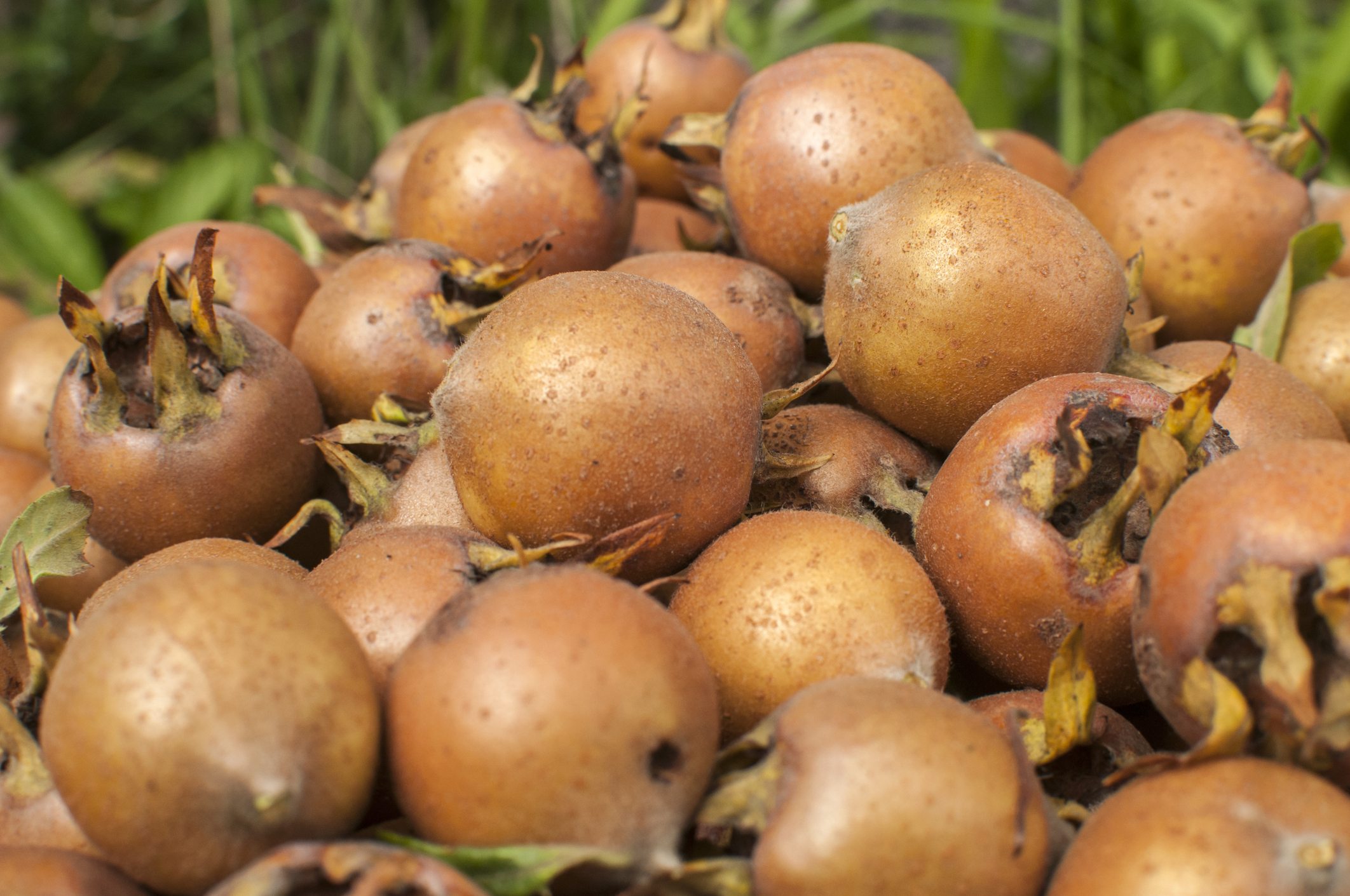 Alla scoperta delle nespole marroni (quelle invernali) | fruitGourmet