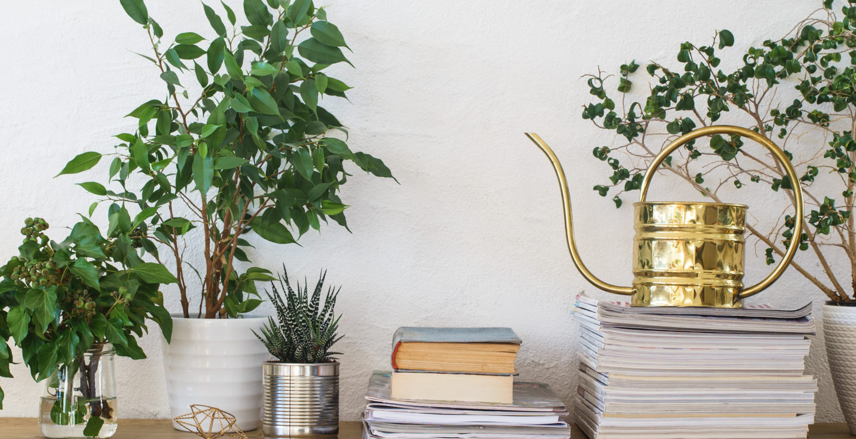 Libri sulle piante: 4 volumi per appassionati di botanica | fruitGourmet