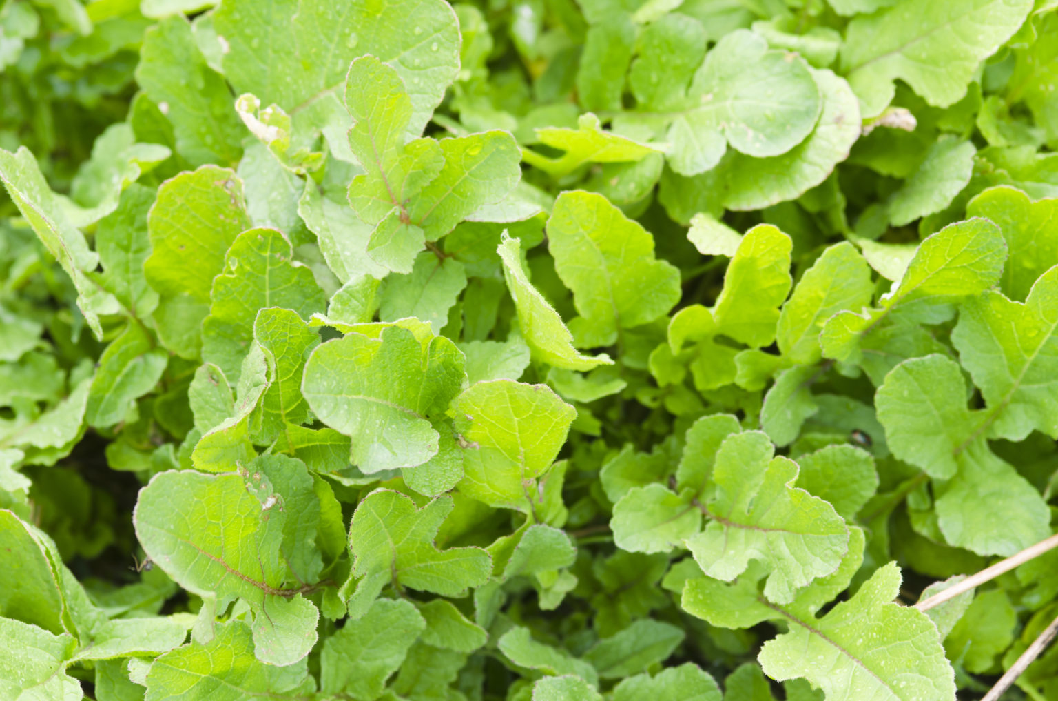 Erbe Spontanee Commestibili: Come Riconoscerle e Mangiarle