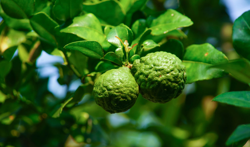Chinotto: Frutta e Ricetta della Bevanda