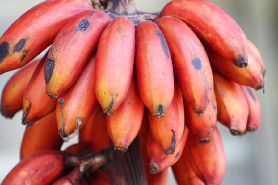 Le banane rosse che sanno di lampone