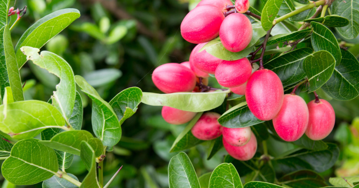 Karonda: il frutto della carissa che sa di fragola e di mela